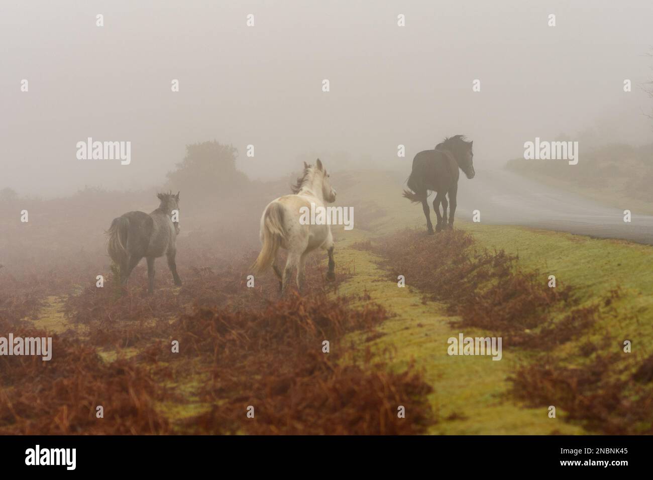 Ponies in foggy new forest hi-res stock photography and images - Alamy