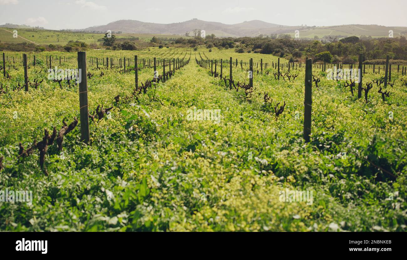 Life grows in rows. luscious green plants growing on a farm Stock Photo ...