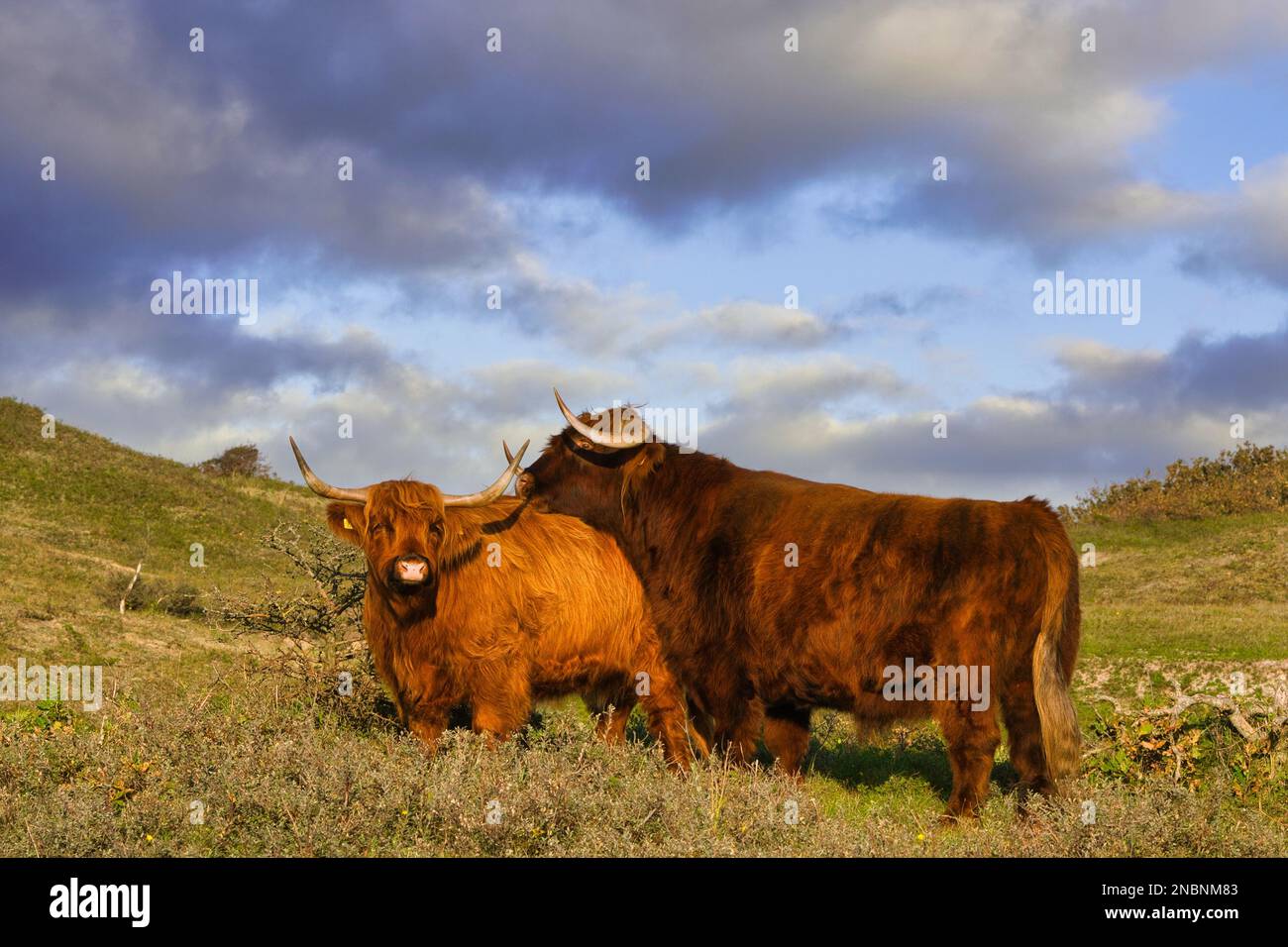 Highland cattle in the North Holland dune reserve. A bull and a cow ...