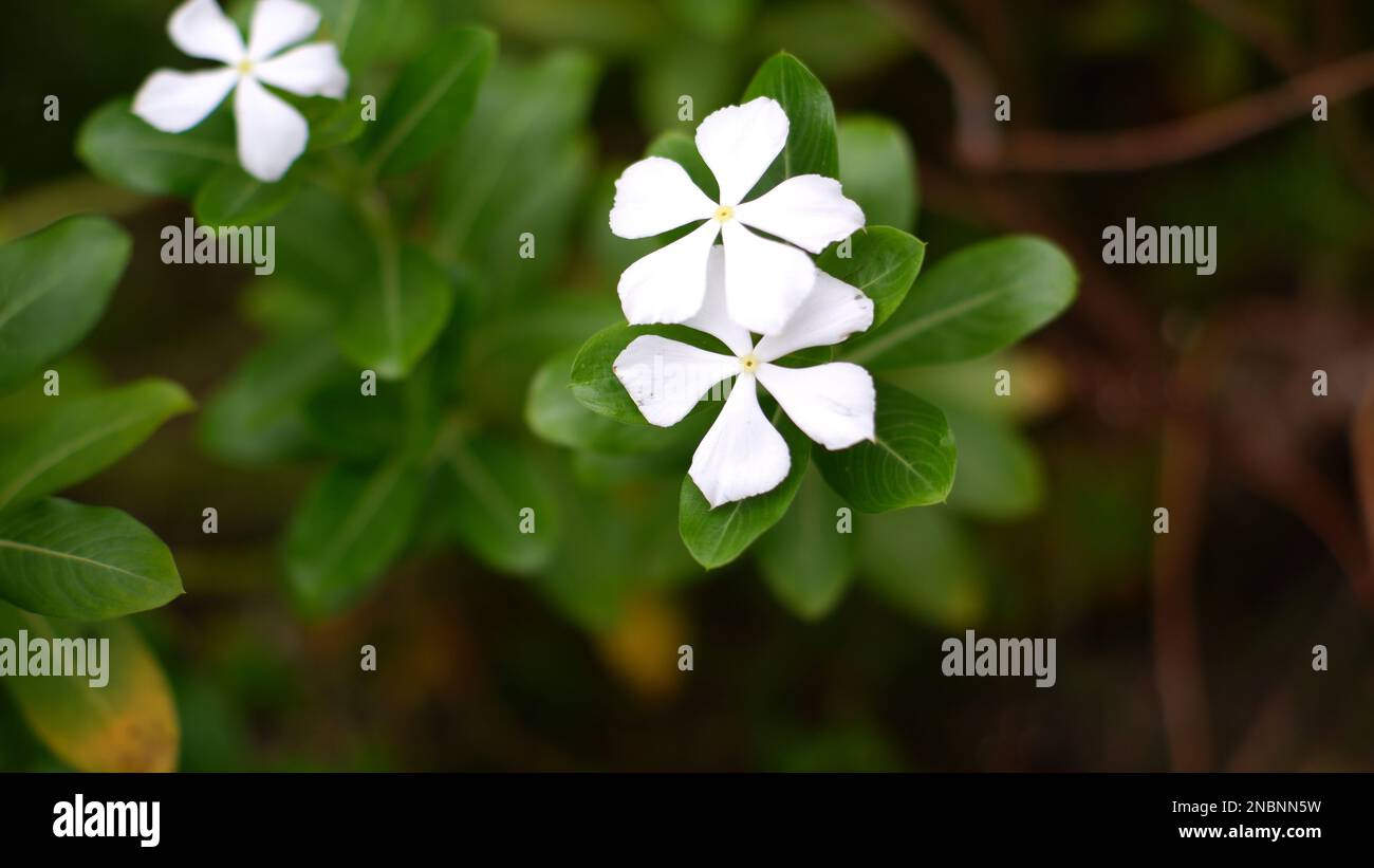 Tapak Dara Flower Is Also Called Catharanthus Roseus, Clean White And ...