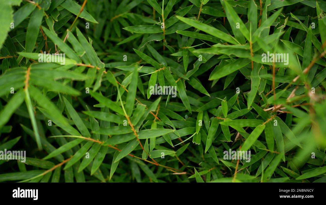 Greenish Ornamental Bamboo Plants, Seen From Above, In Belo Laut ...
