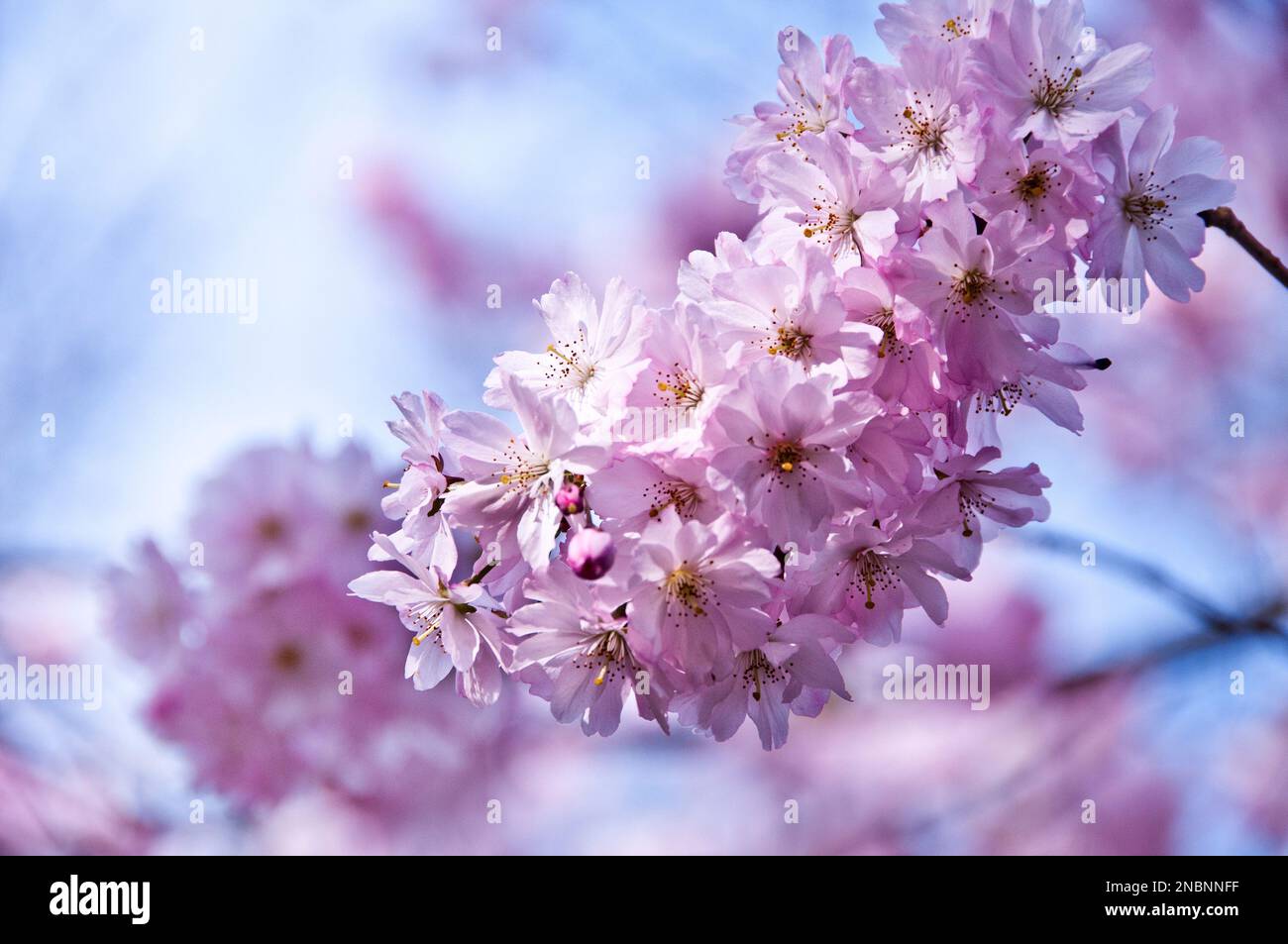 spring pink cherry tree flowers Stock Photo - Alamy