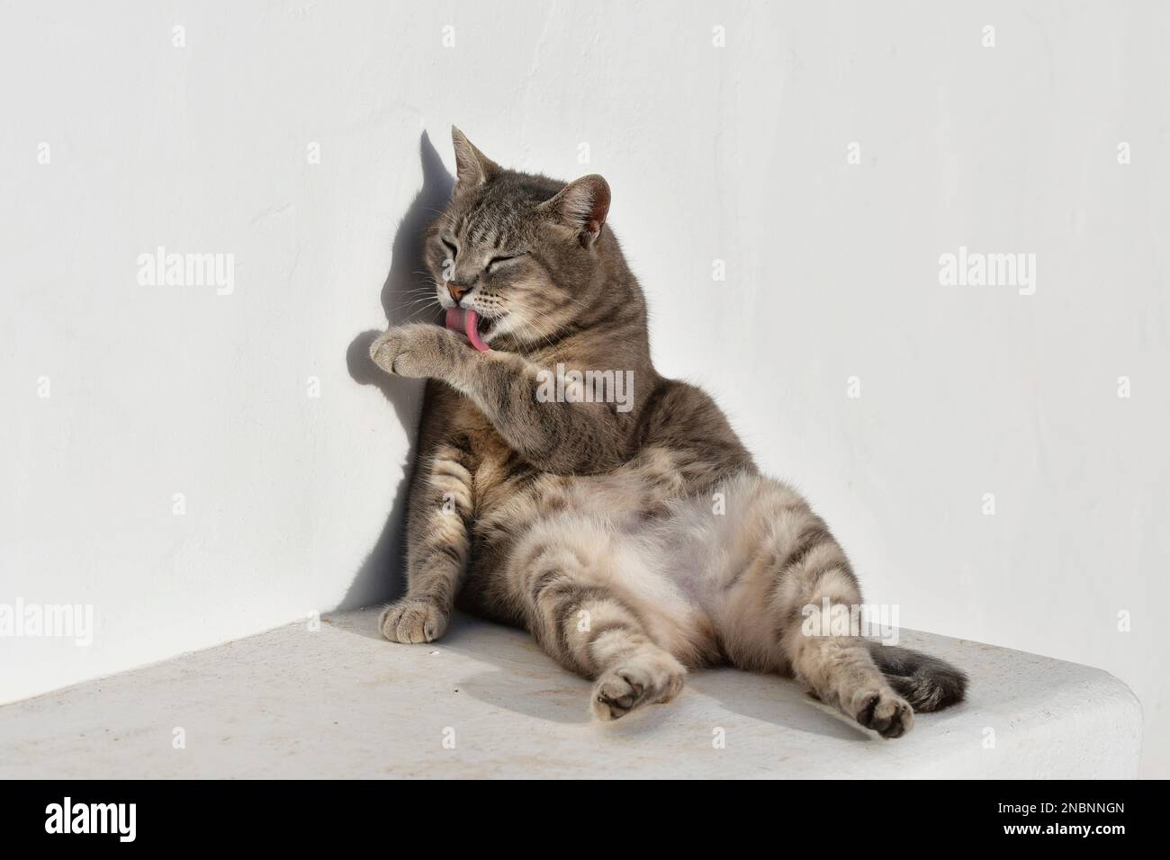 A cute tabby cat sitting relaxed in the morning sun on a white bank ...