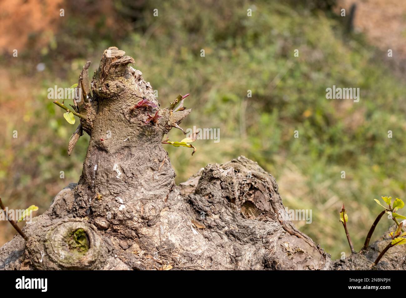 Old tree trunk inside of the forest with growing young branches Stock ...