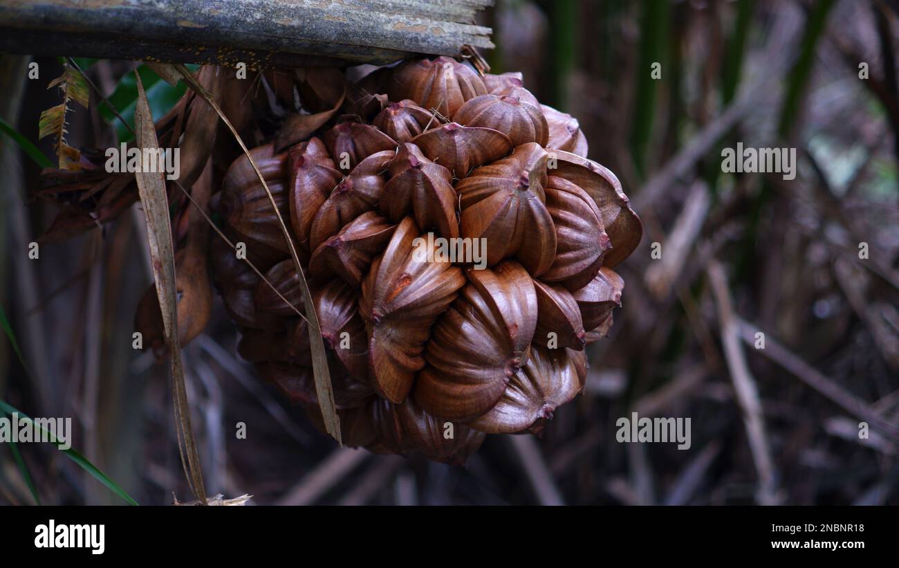 Nipa palm tree hi-res stock photography and images - Alamy