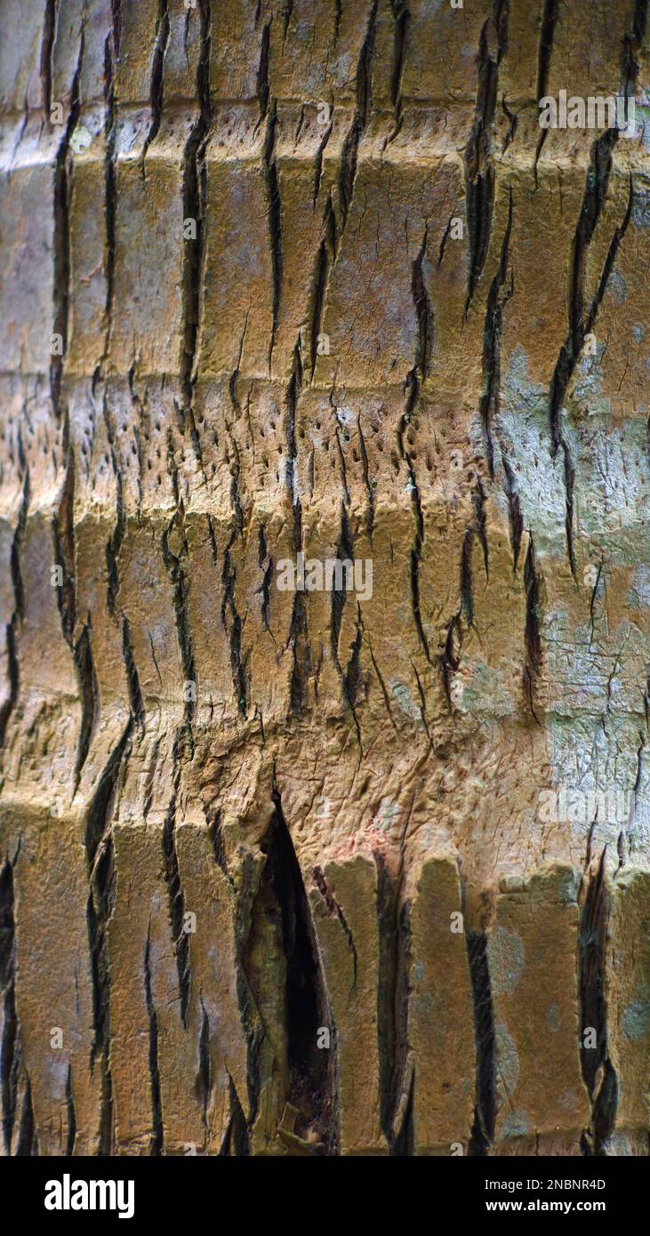 Texture Of Coconut Tree Bark, In Belo Laut Village During The Day Stock ...