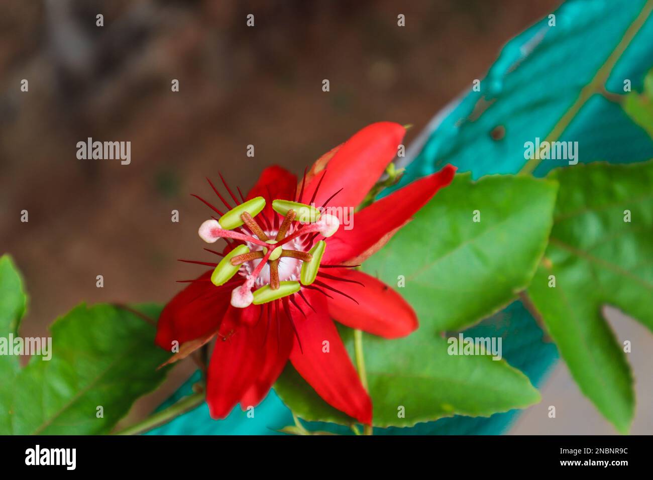 Jhumko lata flower hi-res stock photography and images - Alamy