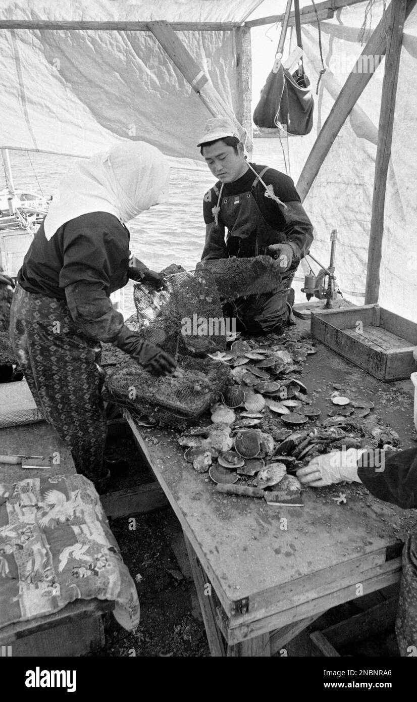Fishermen and women take care of young scallops, scratching off harmful ...