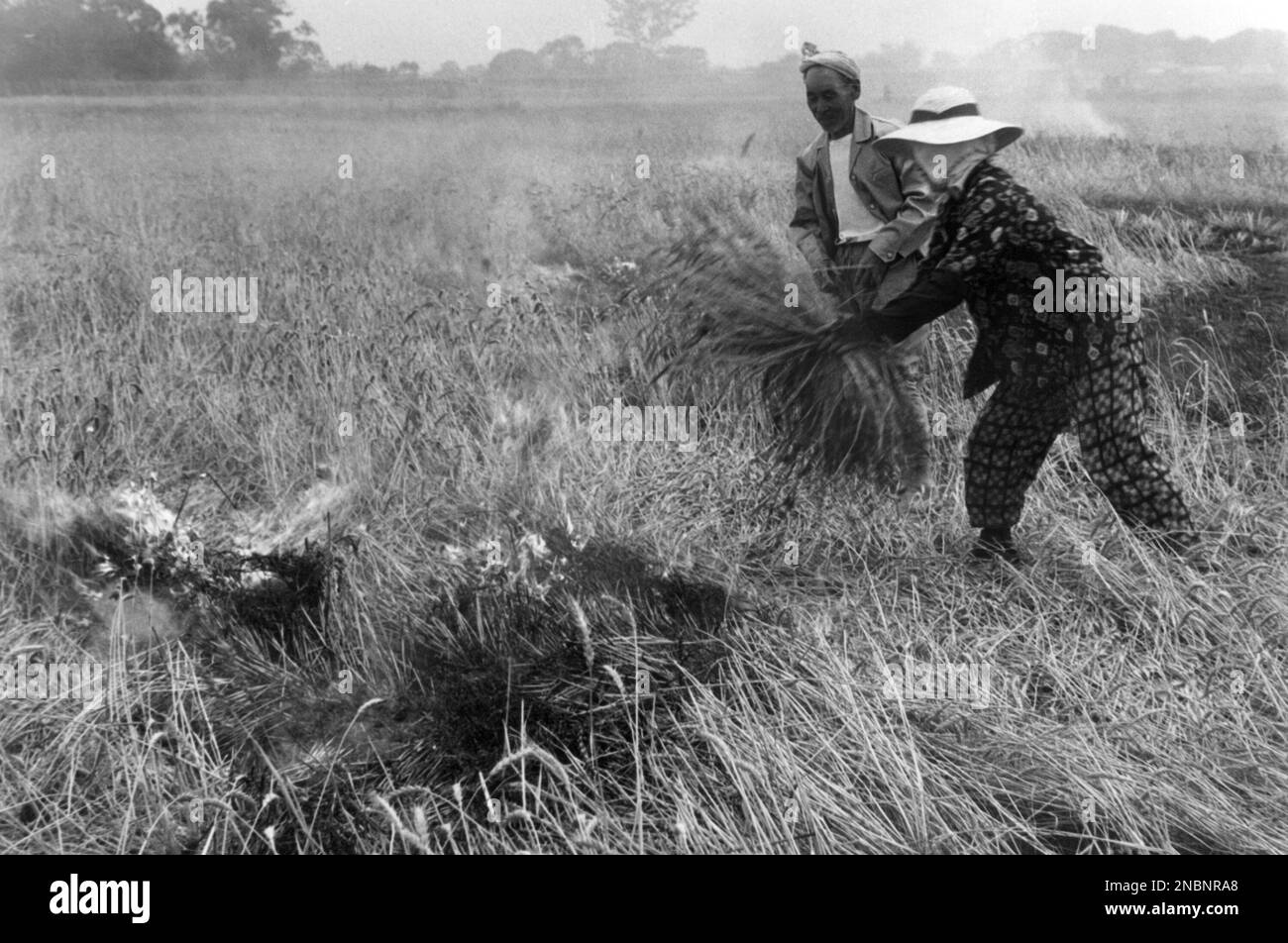 Farmers burn rotten barley in the Kokura area of Northern Kyushu City ...