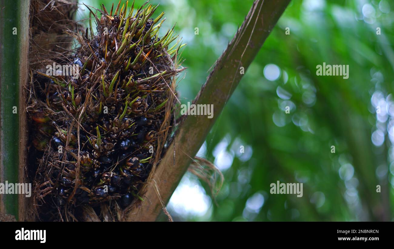 Black palm fruit growing between tree branches, in the village of Belo ...