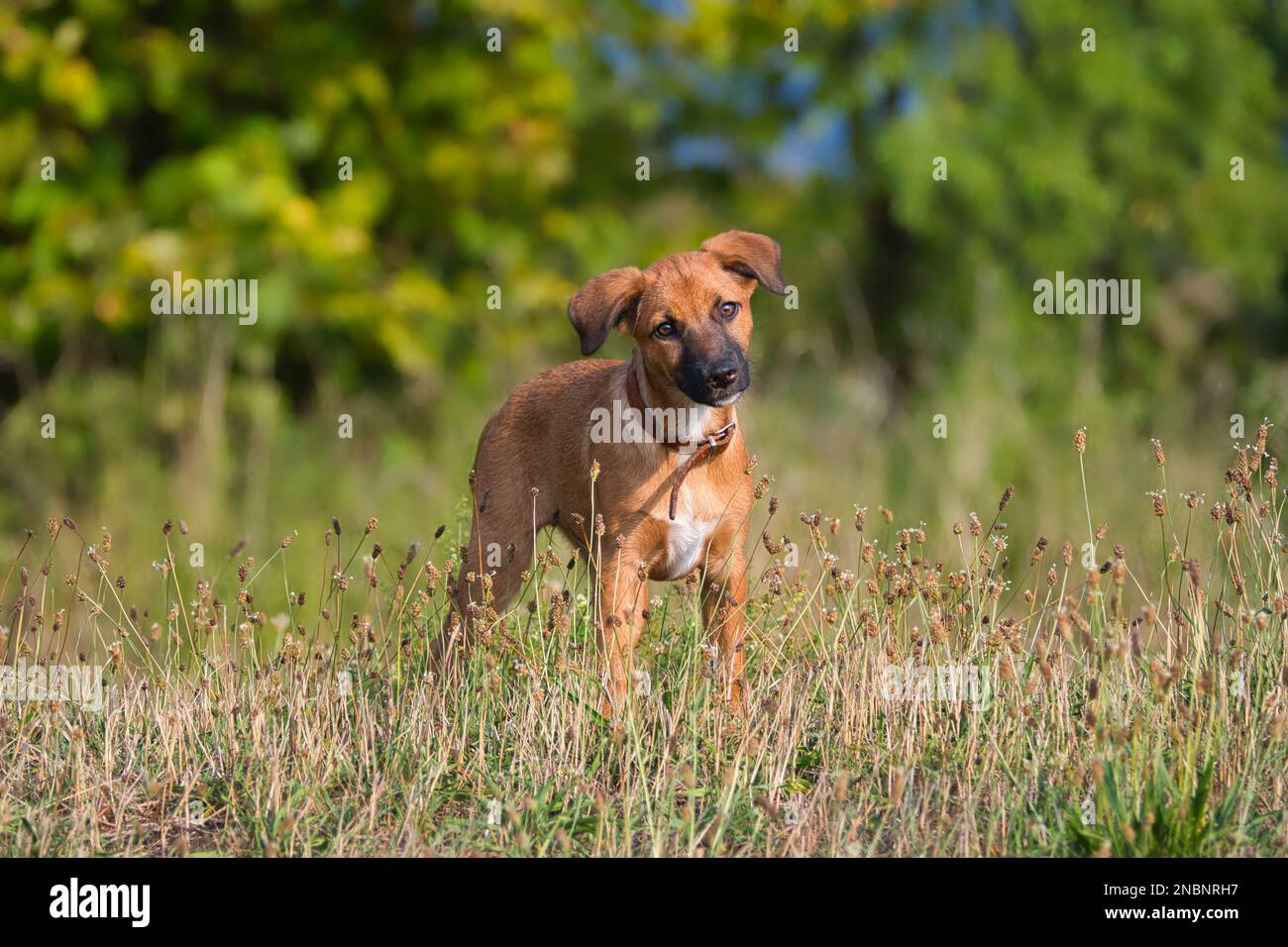 Young mix breed dog hi-res stock photography and images - Alamy