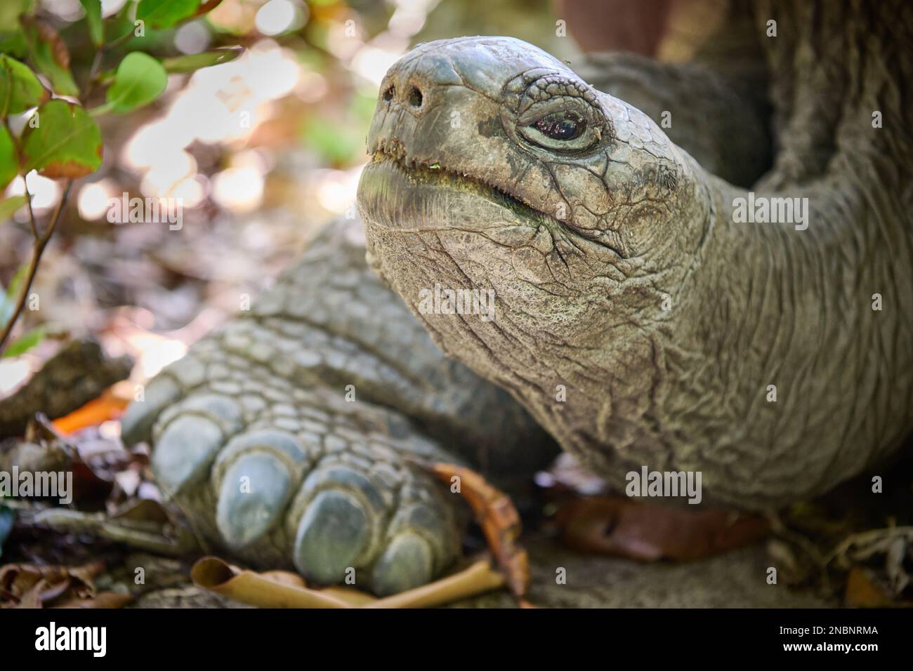 Aldabra giant tortoise (Aldabrachelys gigantea) on Curieuse island ...