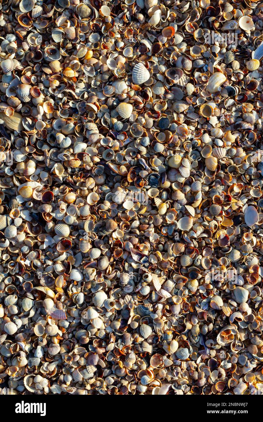 Seashell background, lots of different seashells piled together for ...
