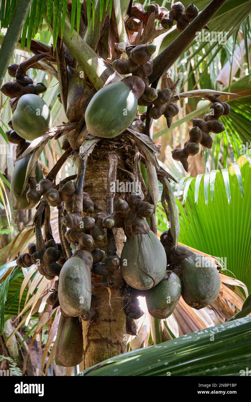 Coco de mer palm tree in Vallee de Mai, Praslin Island, Seychelles ...