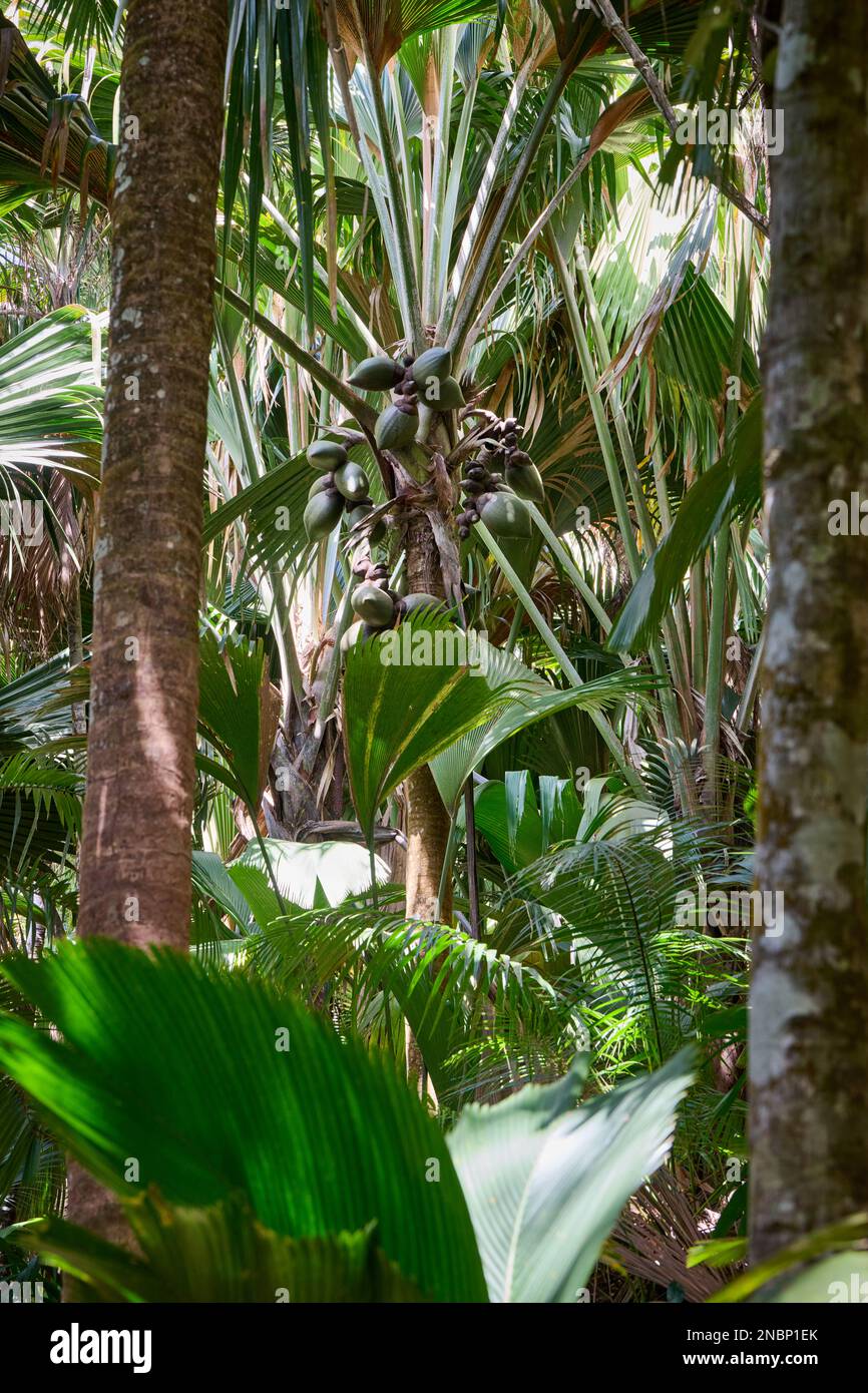 Coco de mer palm tree in Vallee de Mai, Praslin Island, Seychelles ...