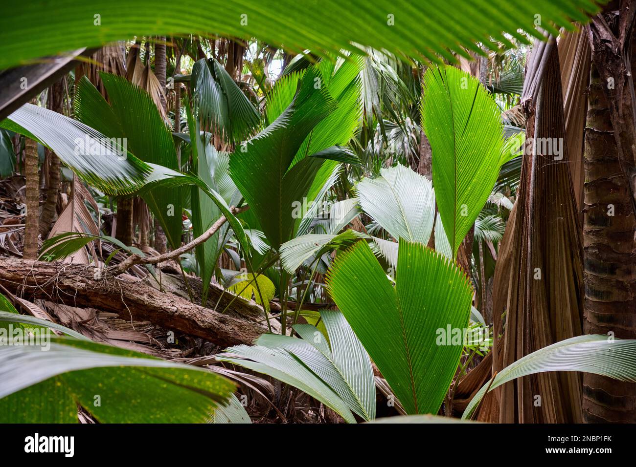 Coco de mer palm tree in Vallee de Mai, Praslin Island, Seychelles ...