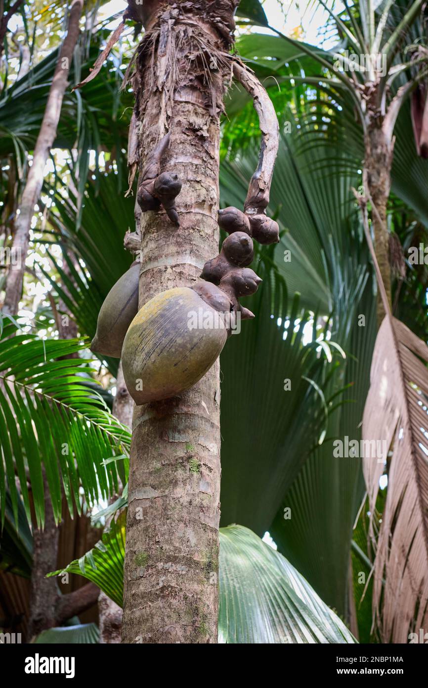 Coco de mer palm tree in Vallee de Mai, Praslin Island, Seychelles ...