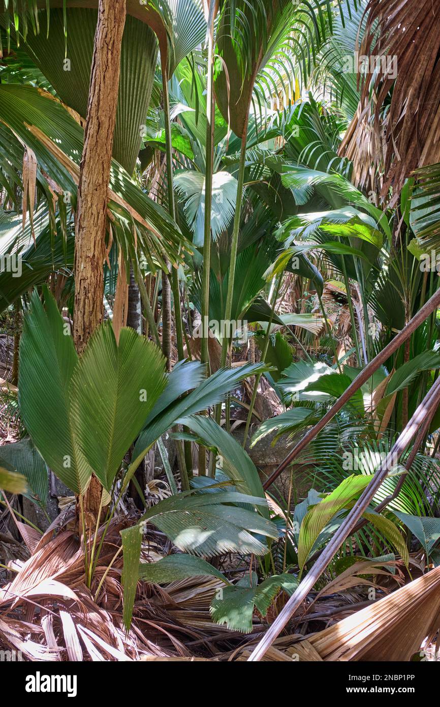 Coco de mer palm tree in Vallee de Mai, Praslin Island, Seychelles ...