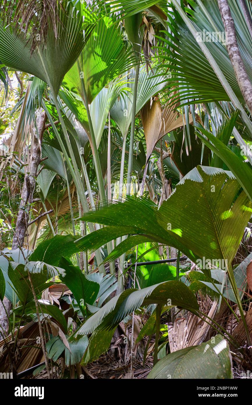 Coco de mer palm tree in Vallee de Mai, Praslin Island, Seychelles ...