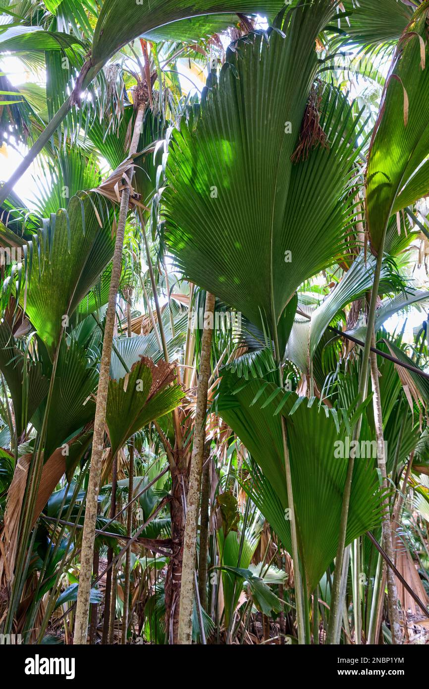 Coco de mer palm tree in Vallee de Mai, Praslin Island, Seychelles ...