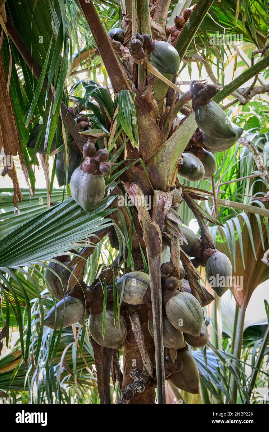 Coco de mer palm tree in Vallee de Mai, Praslin Island, Seychelles ...