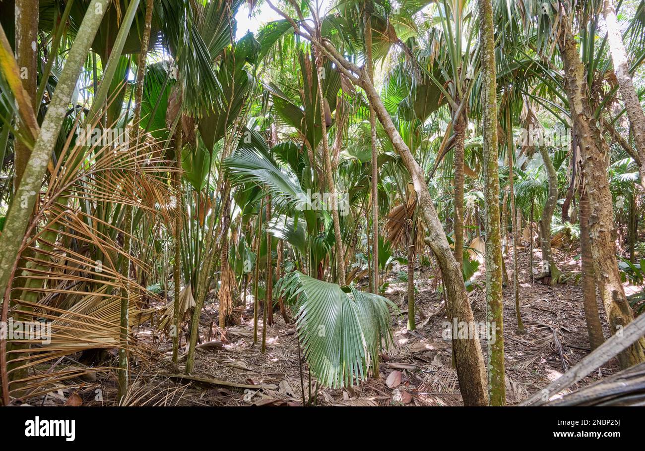 Coco de mer palm tree in Vallee de Mai, Praslin Island, Seychelles ...