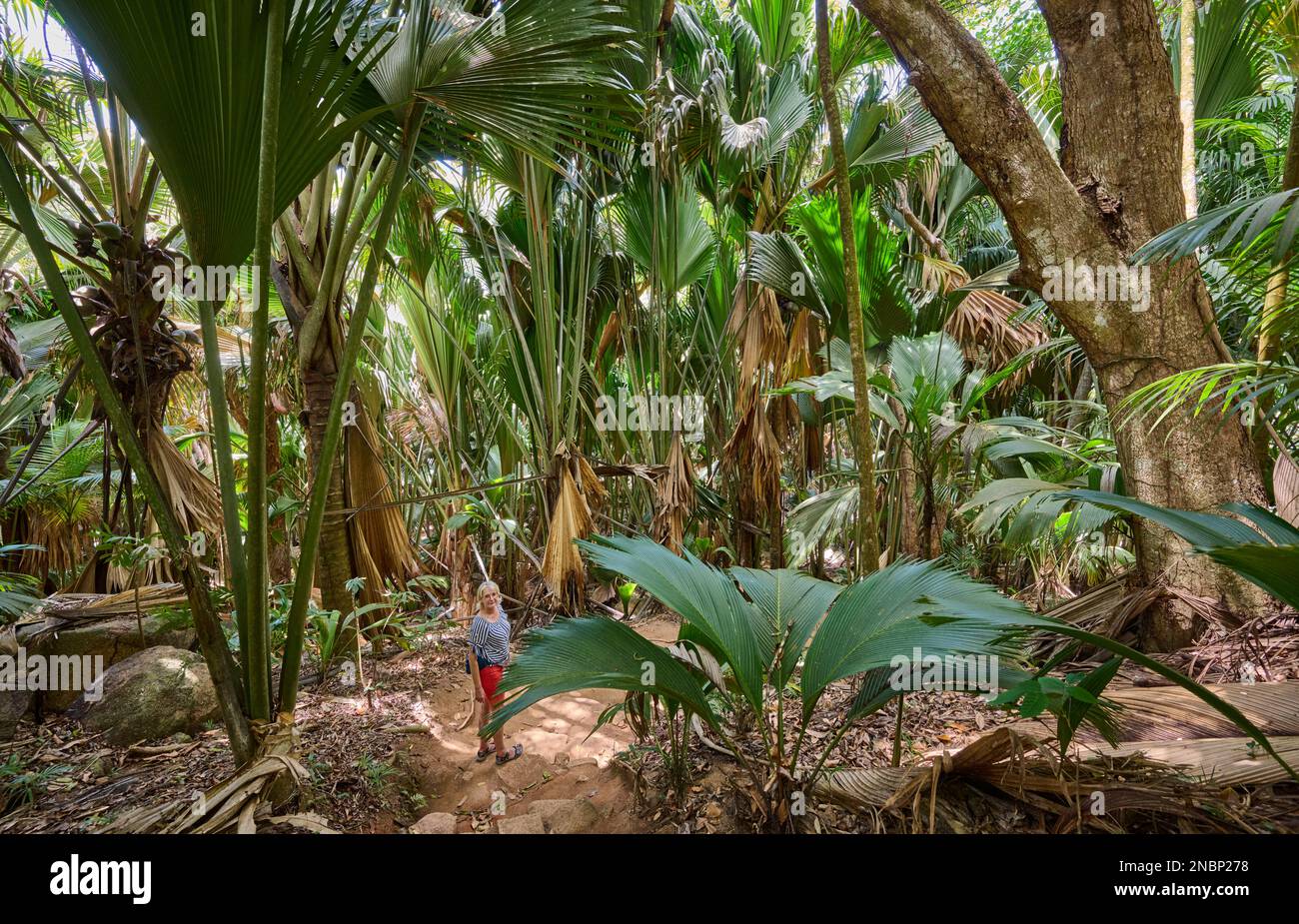 Coco de mer palme hi-res stock photography and images - Alamy