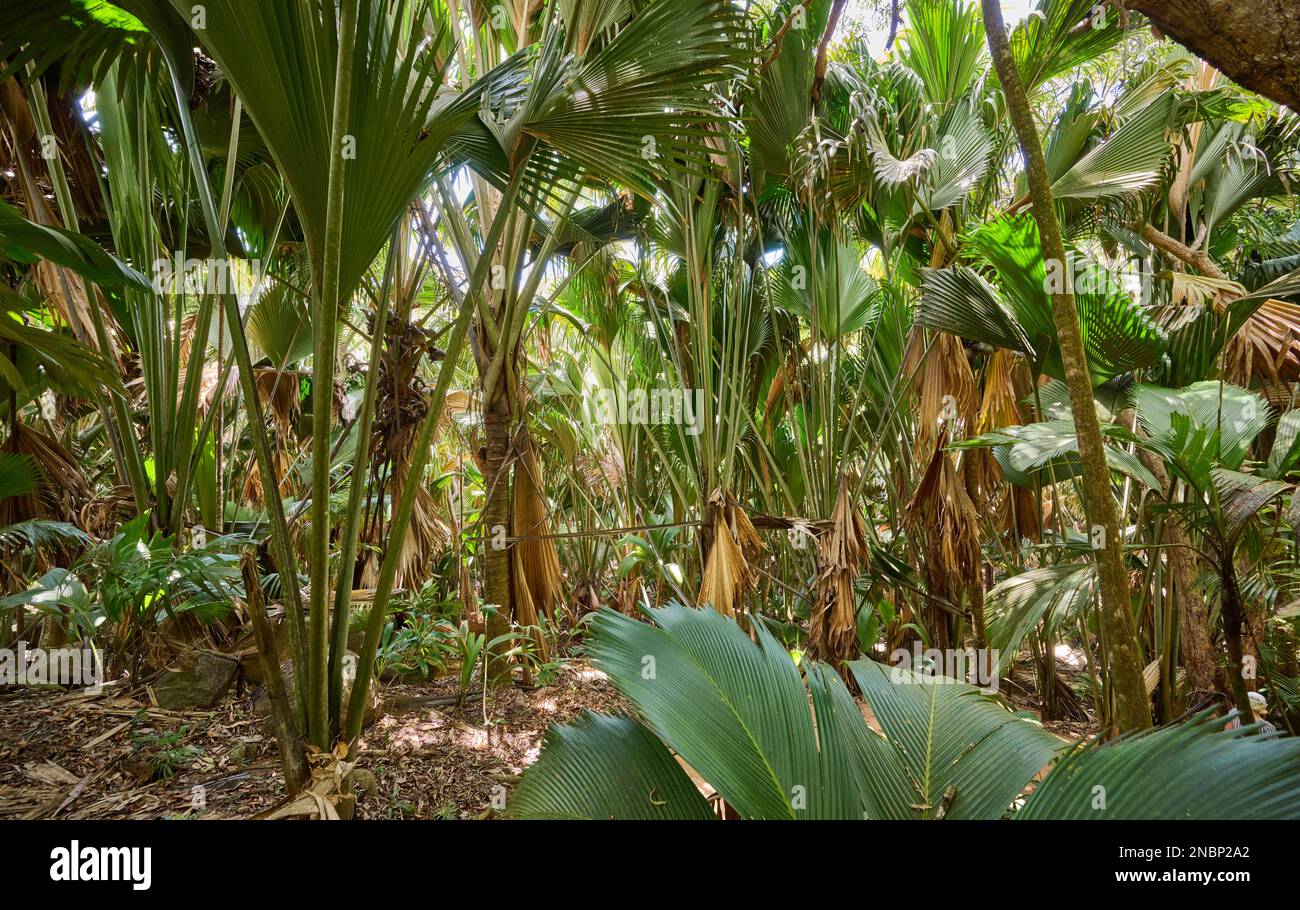 Coco de mer palm tree in Vallee de Mai, Praslin Island, Seychelles ...