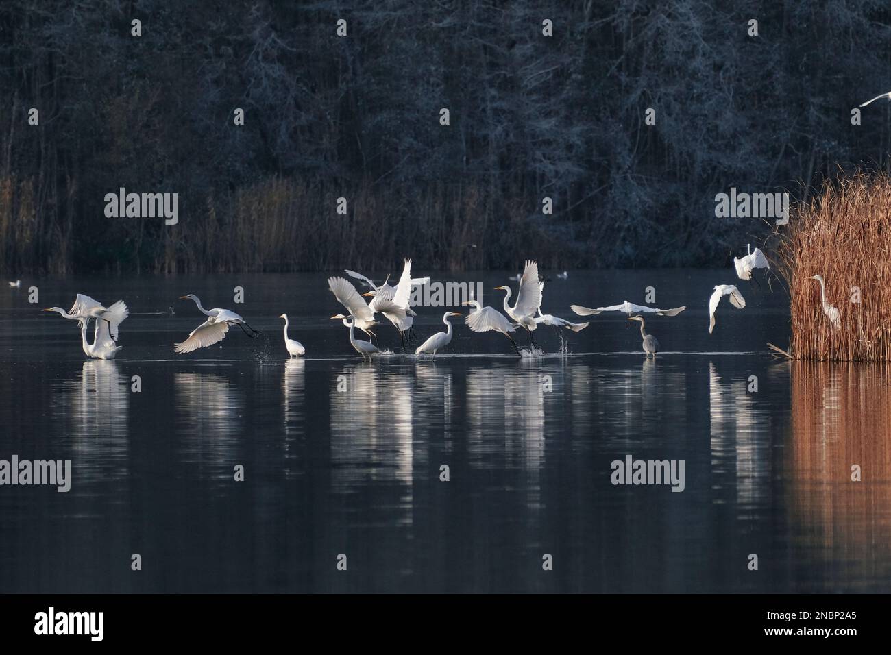 An aerial view of flock of great egrets in lake Stock Photo - Alamy