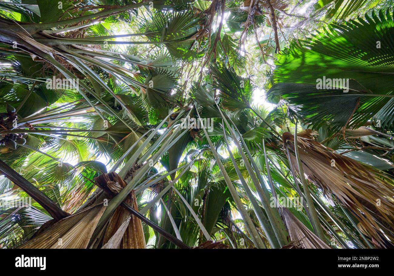 Coco de mer palm tree in Vallee de Mai, Praslin Island, Seychelles ...