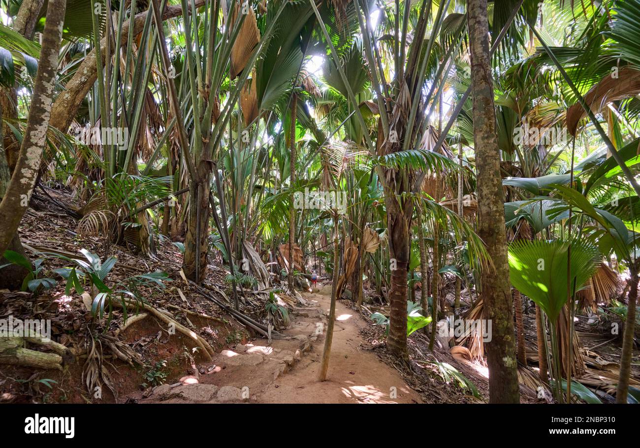 Coco de mer palm tree in Vallee de Mai, Praslin Island, Seychelles ...