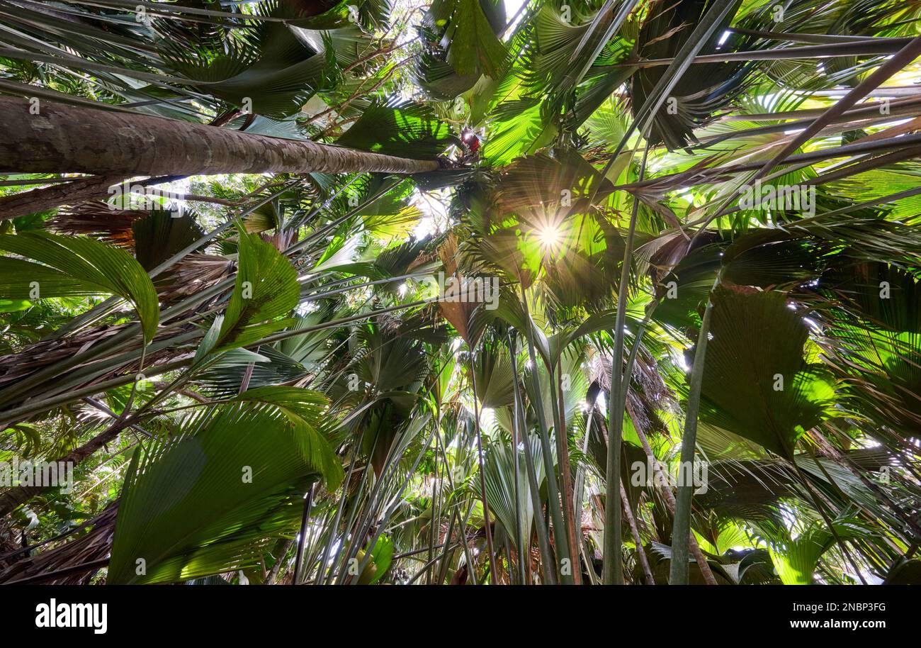 Coco de mer palm tree in Vallee de Mai, Praslin Island, Seychelles ...