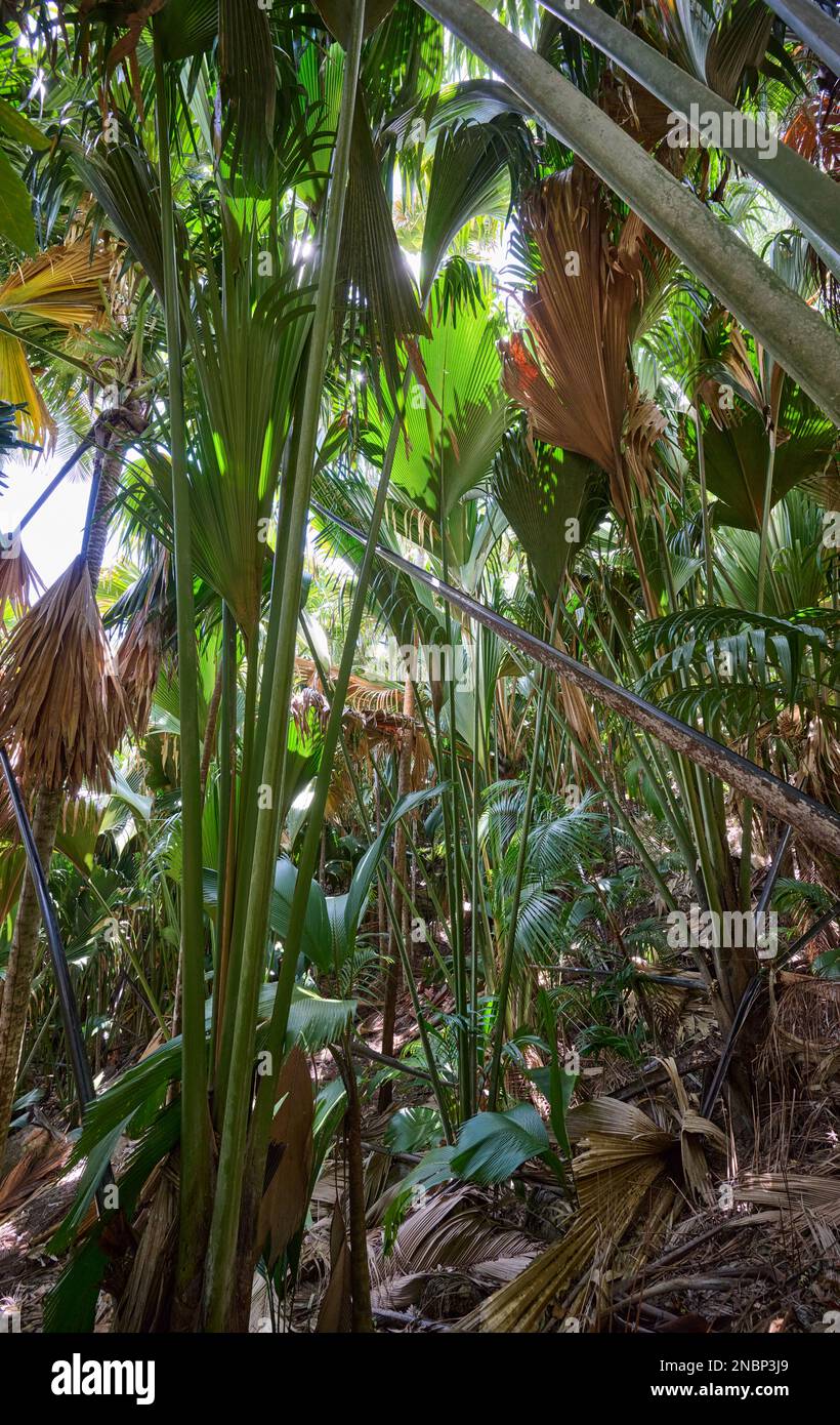 Coco de mer palm tree in Vallee de Mai, Praslin Island, Seychelles ...