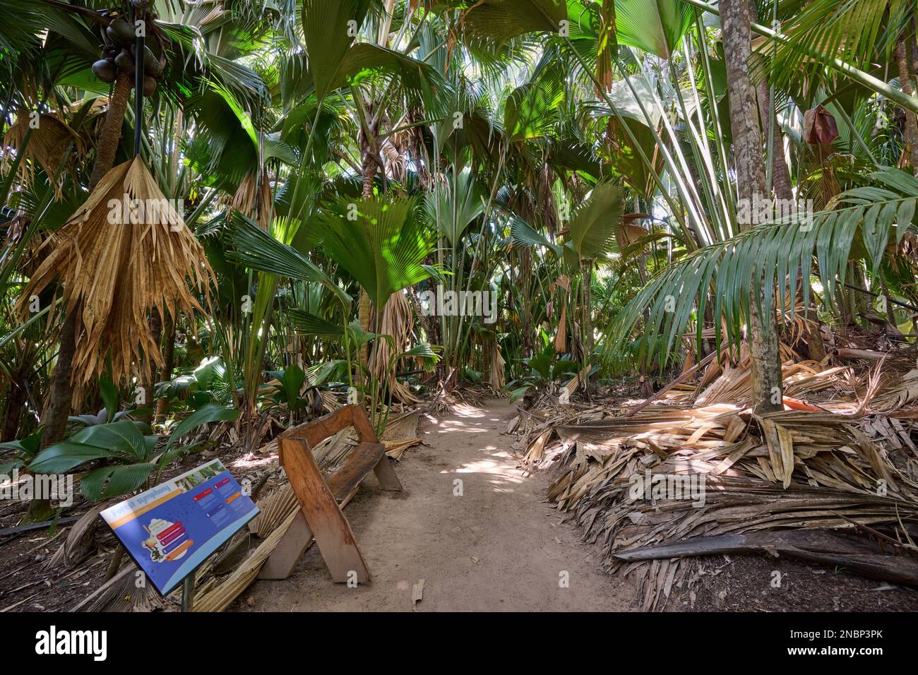 Coco de mer palm tree in Vallee de Mai, Praslin Island, Seychelles ...