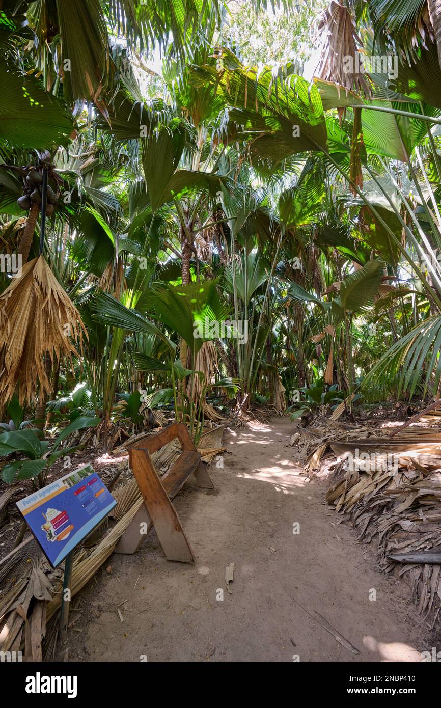 Coco de mer palm tree in Vallee de Mai, Praslin Island, Seychelles ...