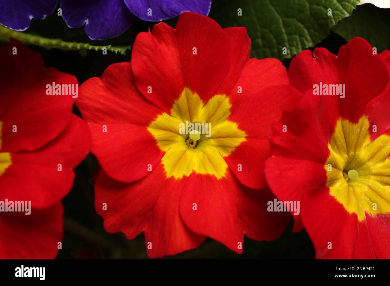 Beautiful primula (primrose) plant with red flowers , top view. Spring ...