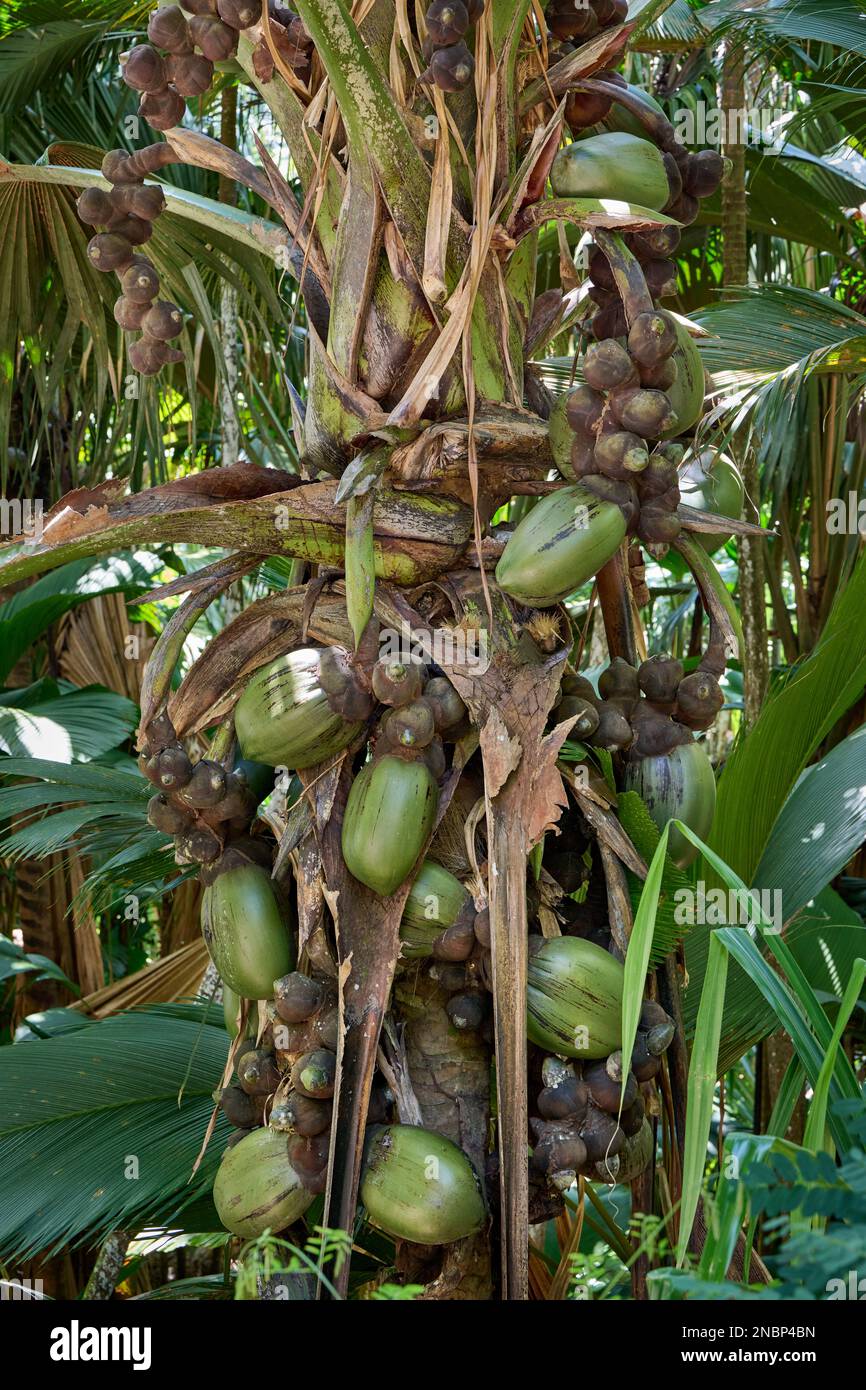 Coco de mer palm tree in Vallee de Mai, Praslin Island, Seychelles ...