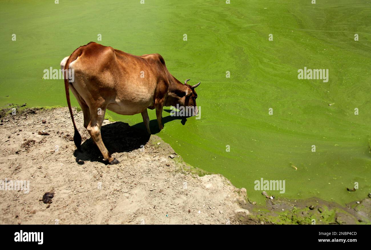 A cow drinks water from a polluted pond on the outskirts of Jammu ...