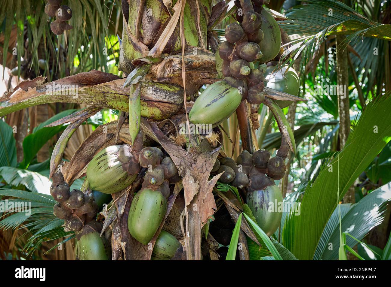 Seychelles nut hi-res stock photography and images - Alamy