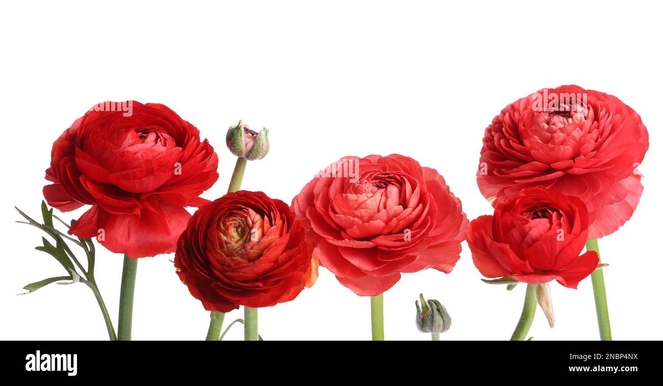 Beautiful fresh ranunculus flowers on white background Stock Photo - Alamy
