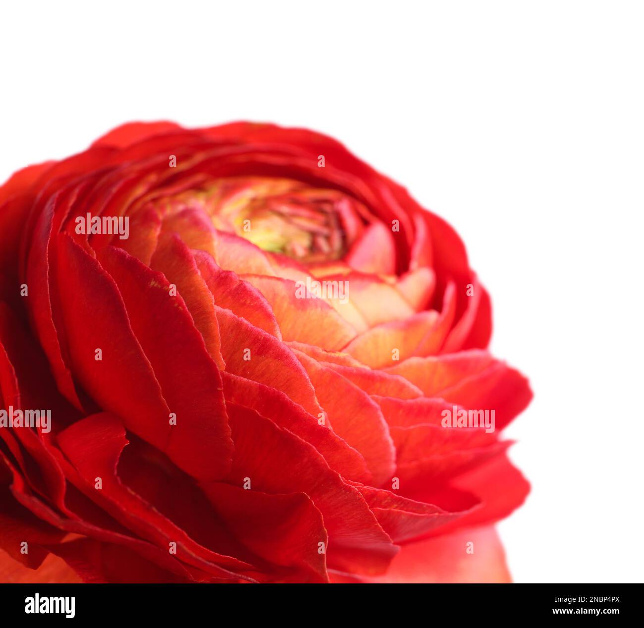 Beautiful fresh ranunculus flower isolated on white Stock Photo - Alamy