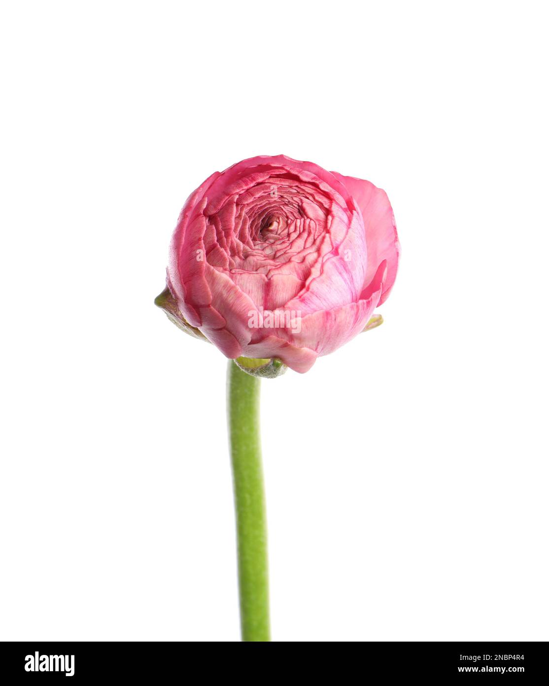 Beautiful fresh ranunculus flower isolated on white Stock Photo - Alamy