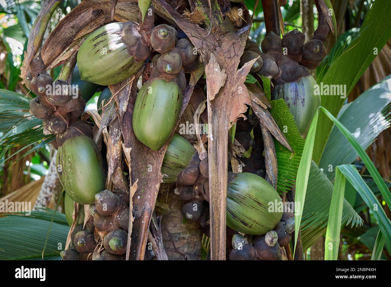Coco de mer palm tree in Vallee de Mai, Praslin Island, Seychelles ...