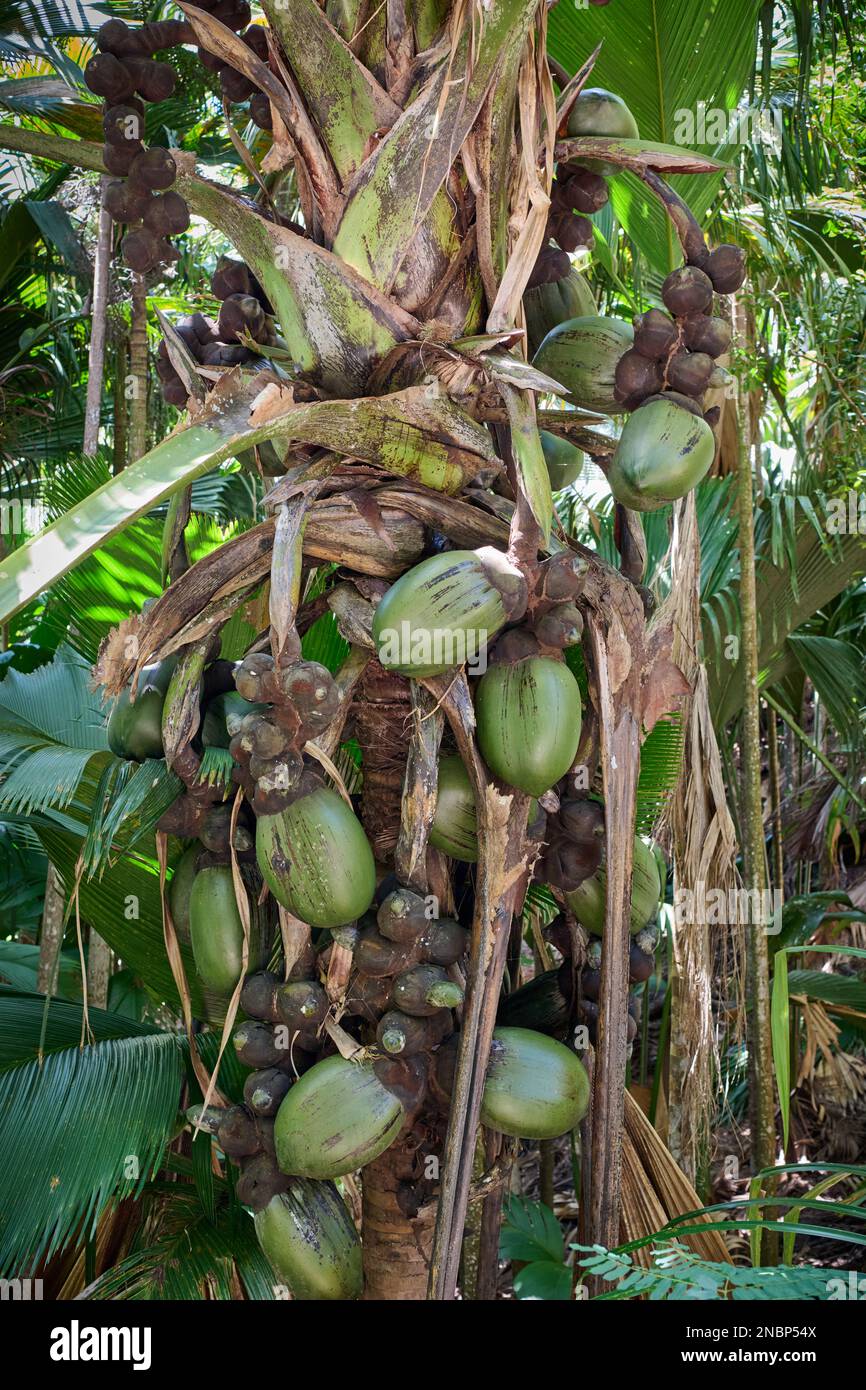 Coco de mer palm tree in Vallee de Mai, Praslin Island, Seychelles ...