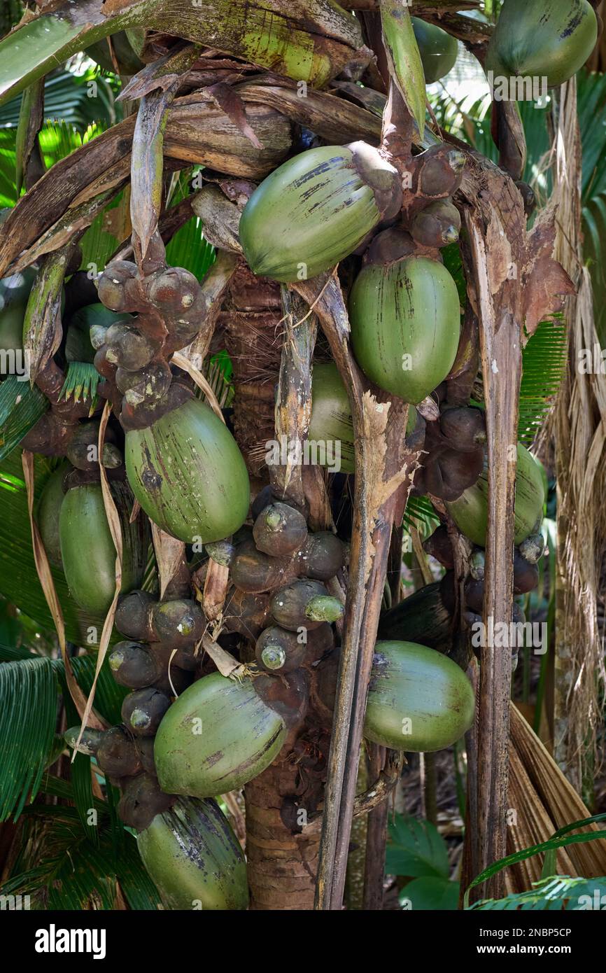Coco de mer palme hi-res stock photography and images - Alamy