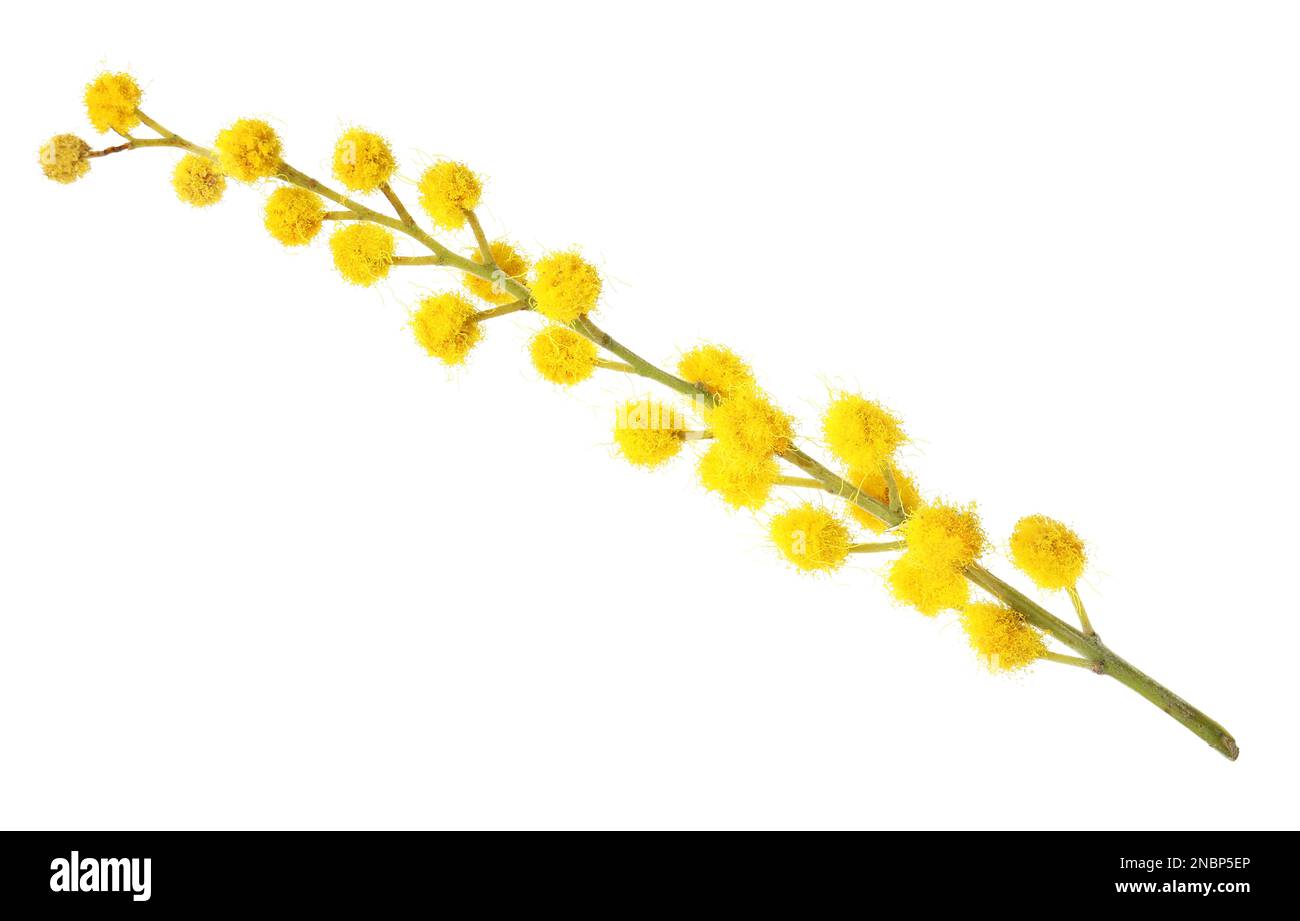 Beautiful yellow mimosa flowers hi-res stock photography and images - Alamy