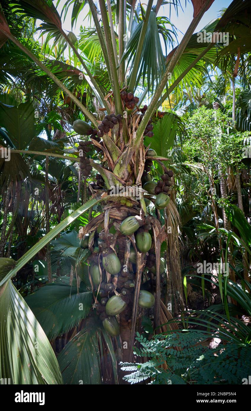 Coco de mer palm tree in Vallee de Mai, Praslin Island, Seychelles ...