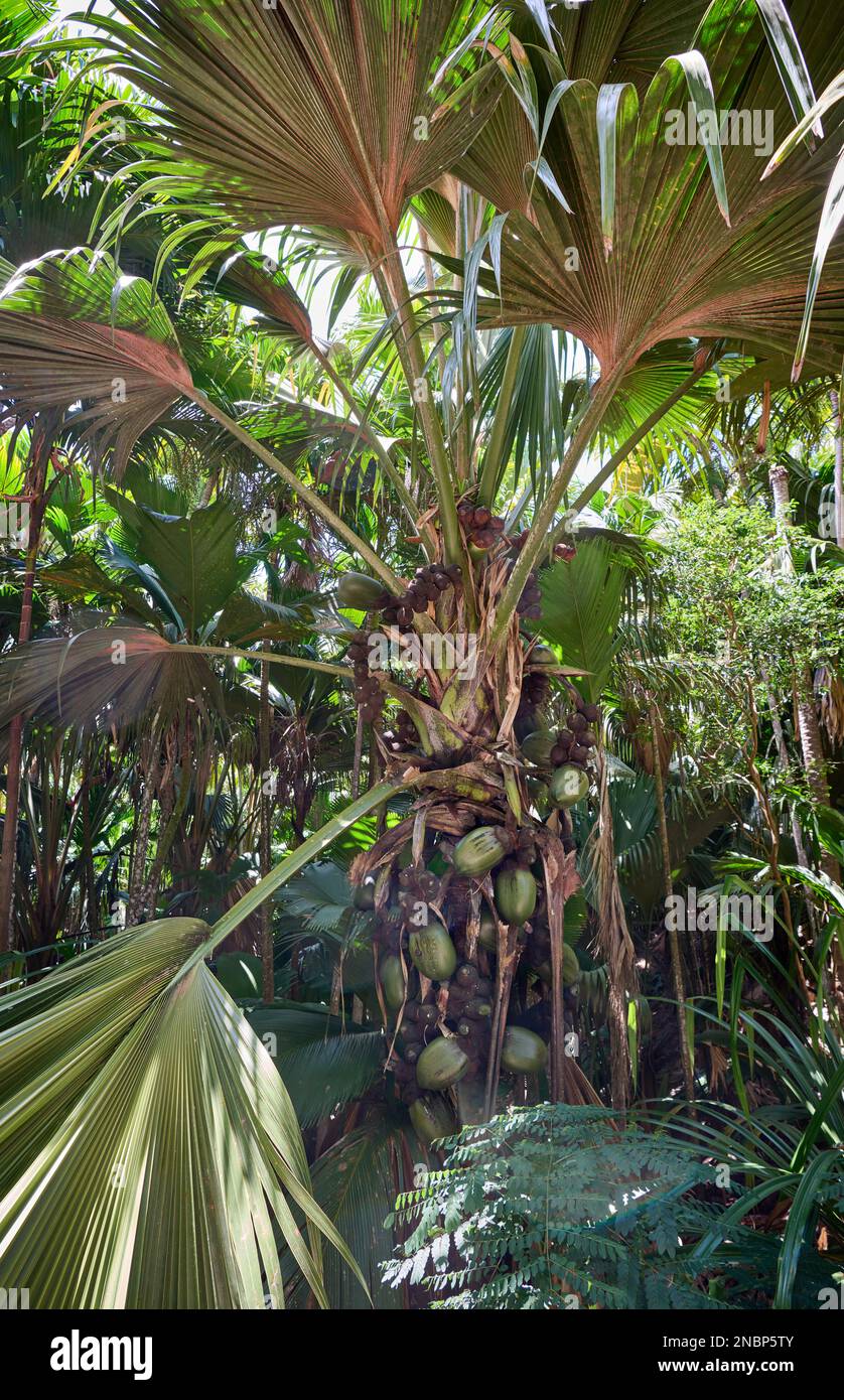 Coco de mer palm tree in Vallee de Mai, Praslin Island, Seychelles ...