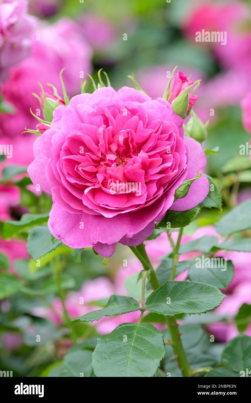 Rosa Princess Anne, rose Princess Anne, Rosa Auskitchen, compact shrub ...