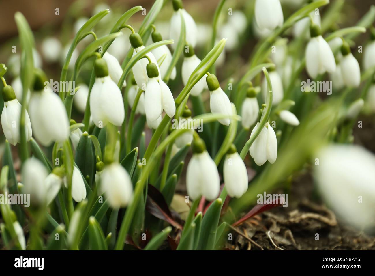 Fresh blooming snowdrop flowers growing in soil outdoors Stock Photo ...